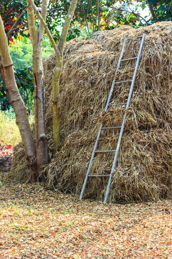 Straw stack on the floor stock image. Image of texture - 118047381
