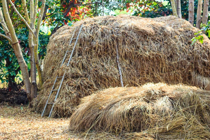 Straw stack on the floor stock photo. Image of nature - 118047424