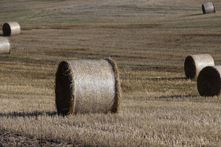 Straw Stack after Harvesting Grain in the Field Stock Image - Image of ...