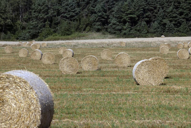 Straw Stack after Harvesting Grain in the Field Stock Photo - Image of ...