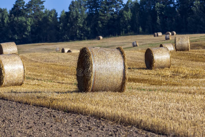 Straw Stack after Harvesting Grain in the Field Stock Photo - Image of ...