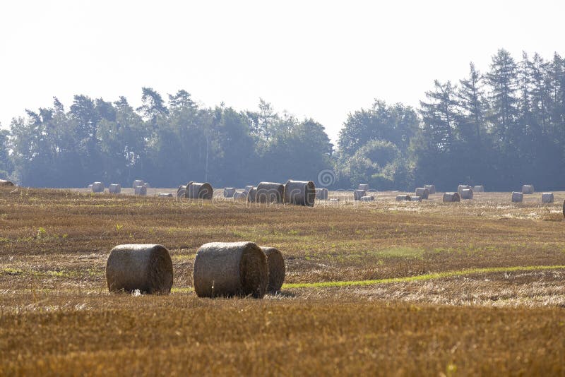 Straw Stack after Harvesting Grain in the Field Stock Photo - Image of ...