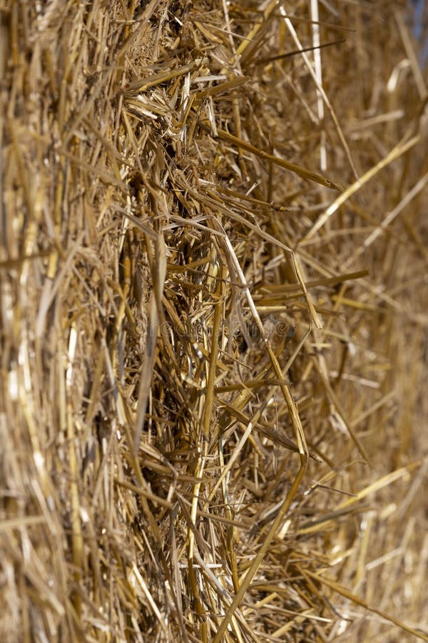Straw Stack after Harvesting Grain in the Field Stock Image - Image of ...