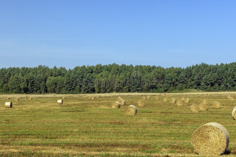 Straw Stack after Harvesting Grain in the Field Stock Photo - Image of ...
