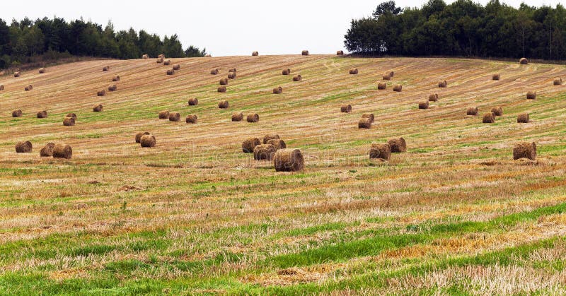 Straw stack stock photo. Image of bale, barley, autumn - 54678920