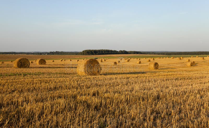 Straw stack stock image. Image of color, plant, corn - 54766993