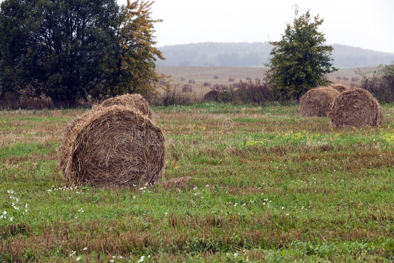 Straw stack stock image. Image of agriculture, meadow - 54781317