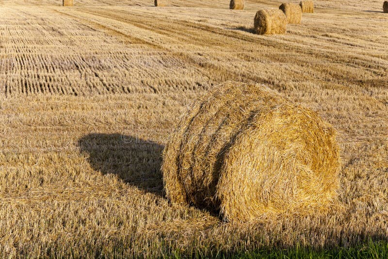 Straw stack stock photo. Image of dried, heap, farm, gold - 54546368