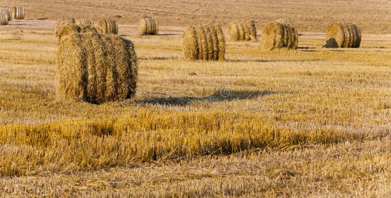 Straw stack stock image. Image of dried, field, rowing - 54571035