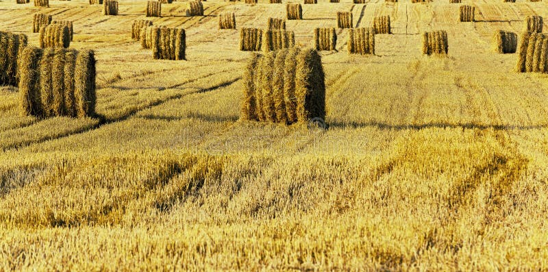 Straw stack stock image. Image of season, rolled, scenics - 54663587