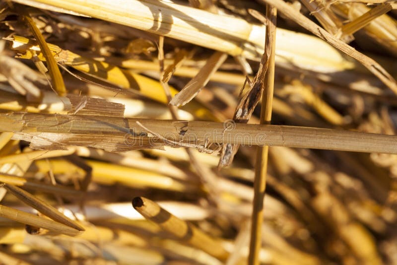 Straw a stack stock image. Image of closeup, healthy - 121613451