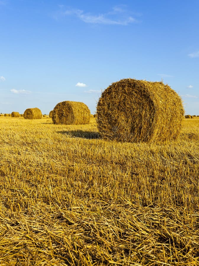 Straw stack stock photo. Image of group, haystack, meadow - 40141808