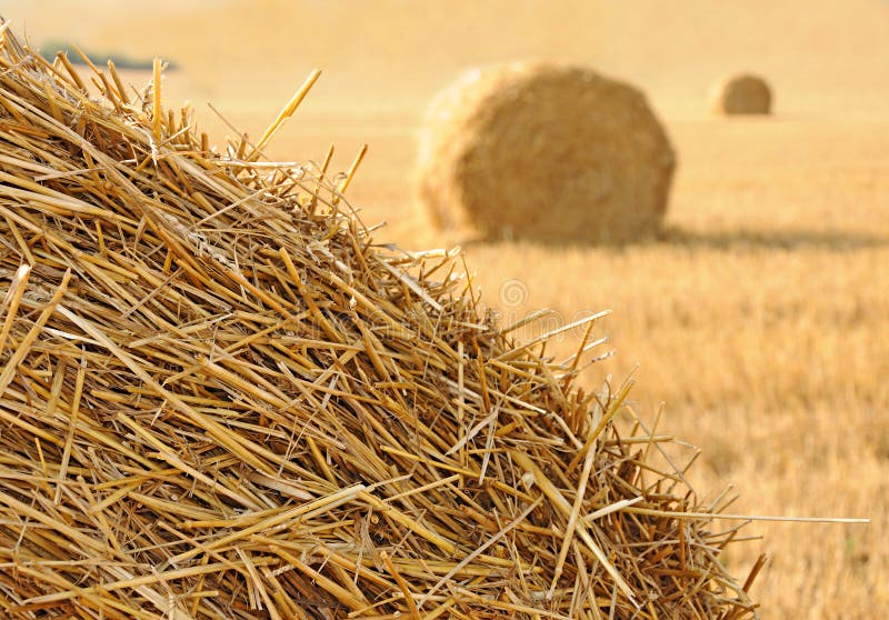 Straw stacks stock photo. Image of structure, straw, hayrick - 16533362