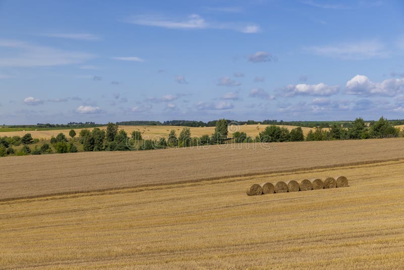 Straw Stacks Lying in the Field after Harvesting Cereals Stock Image ...