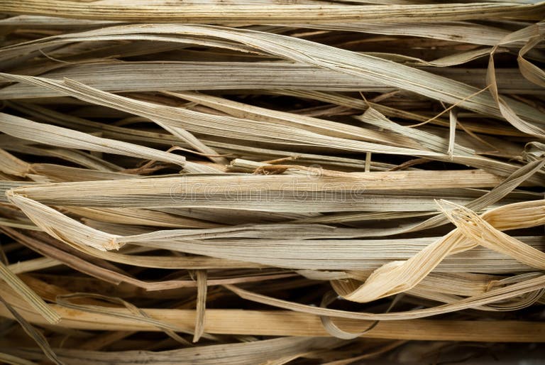 Straw stems stock photo. Image of straw, macro, stalks - 17619748