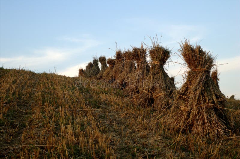 Straw stooks at harvest stock photo. Image of harvesting - 6085864
