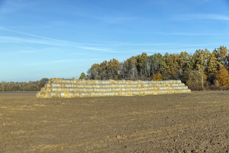 Straw Storage in Stacks on the Field Stock Image - Image of crop ...