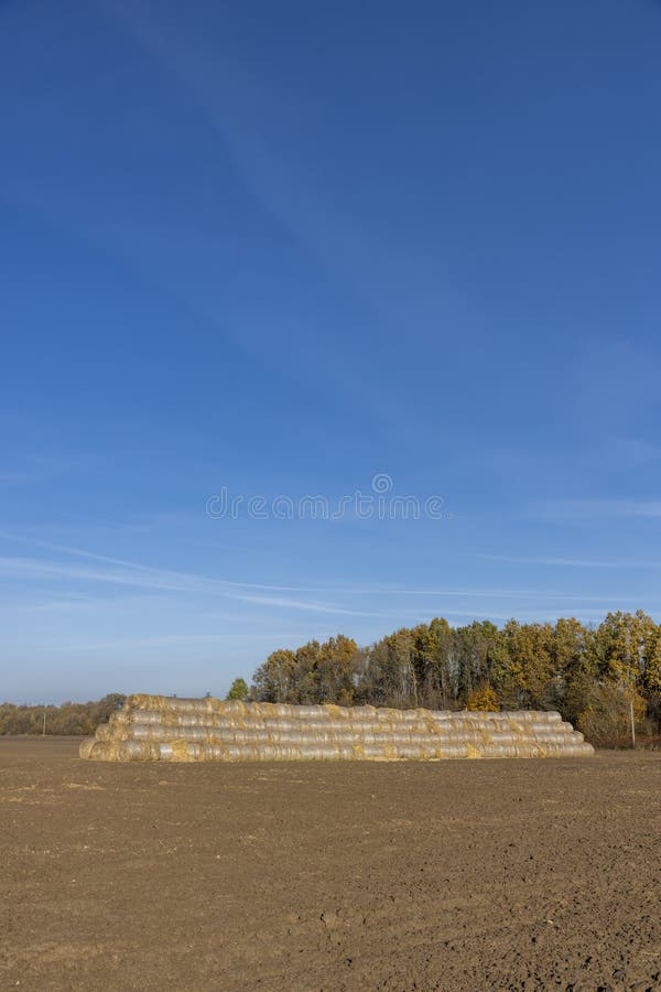 Straw Storage in Stacks on the Field Stock Image - Image of harvesting ...