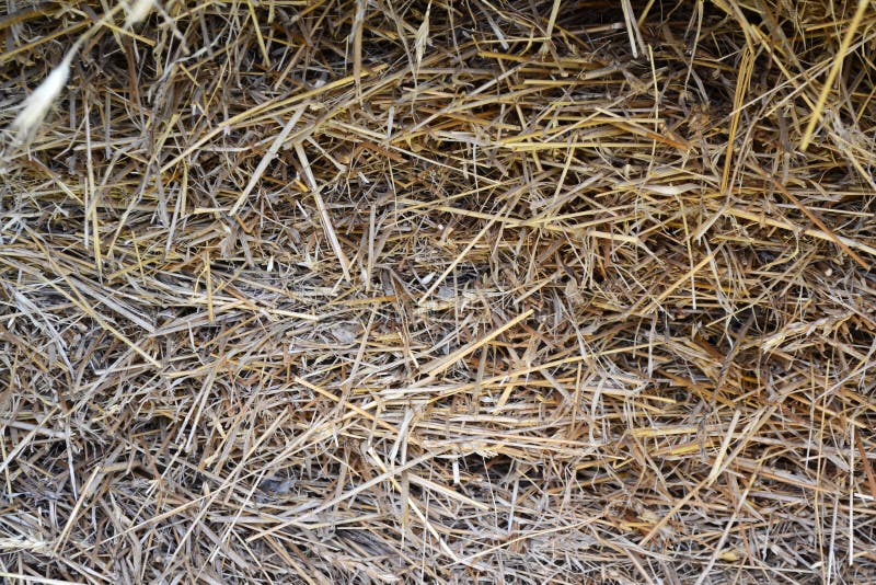 Straw stock photo. Image of cereals, dried, retro, nature - 127626076