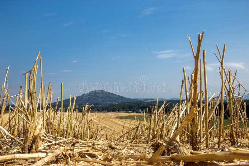 Straw Stubble on Farm Field Stock Image - Image of harvest, bristle ...