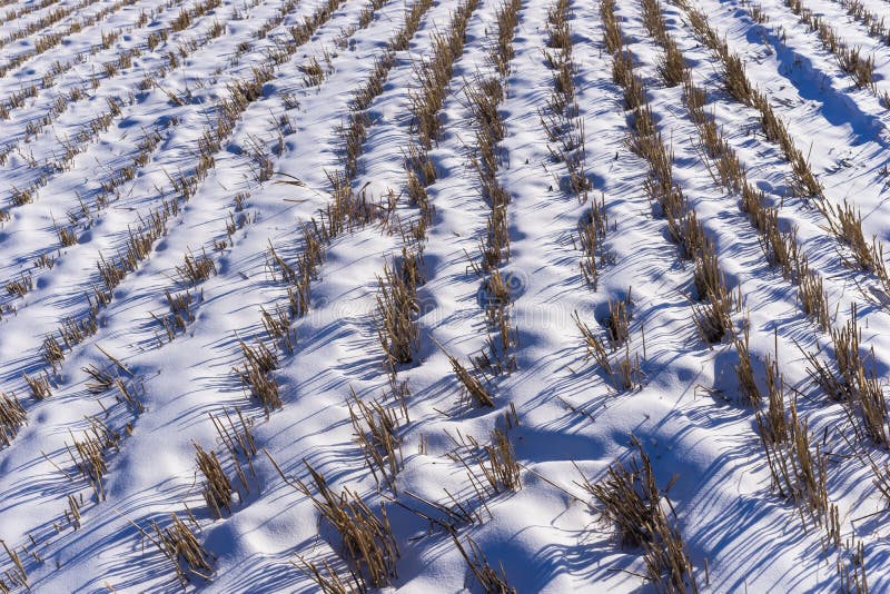 Straw stubble in winter stock image. Image of cropping - 86272121