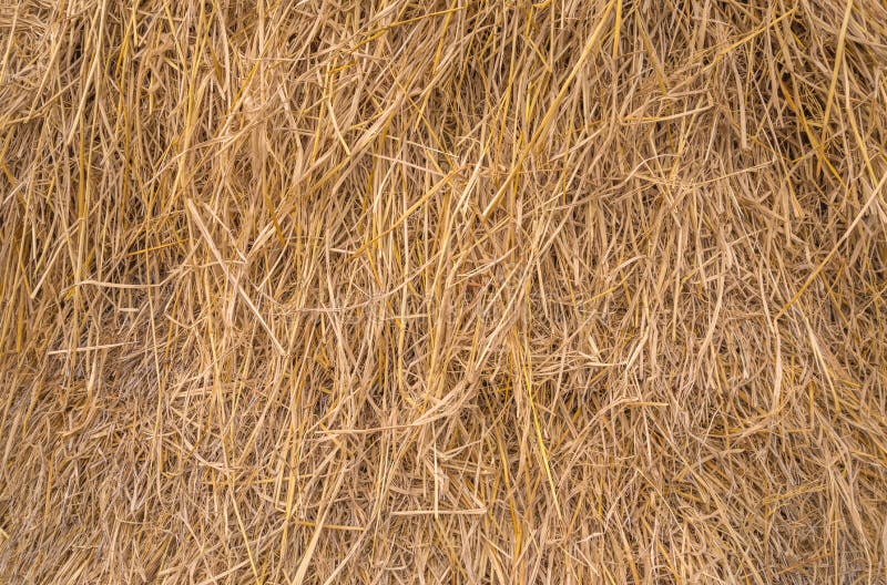 Straw Texture for Background Stock Image - Image of industry, abstract ...