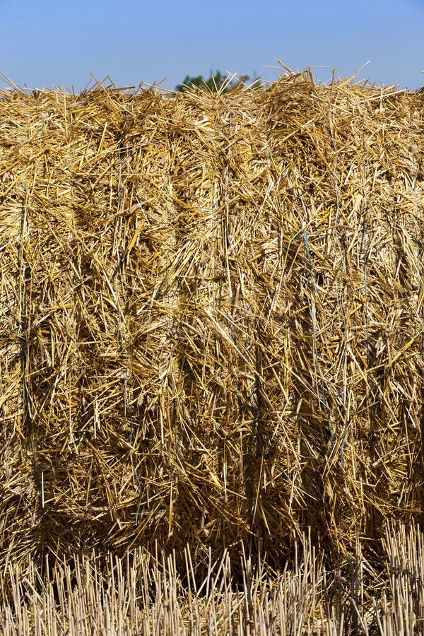 Straw Texture Background, Close Up Stock Image - Image of grass ...