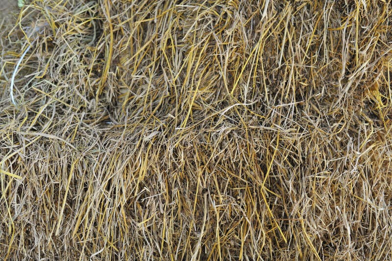 Straw texture background stock image. Image of stem - 124051609