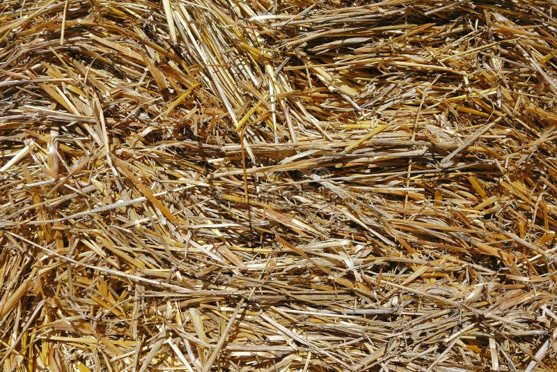 Straw Texture Background stock photo. Image of gold, backdrop - 53194564