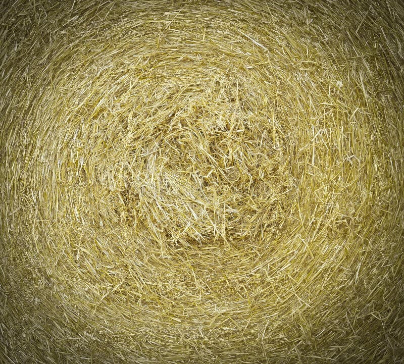 Straw Texture, Collected in a Roll of Hay in Summer Sunlight. Stock ...
