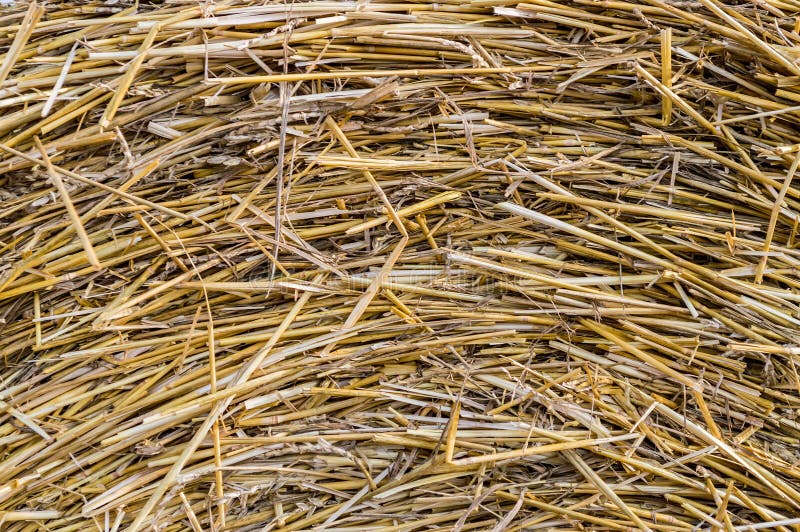 Straw texture stock image. Image of macro, halm, autumn - 43450715