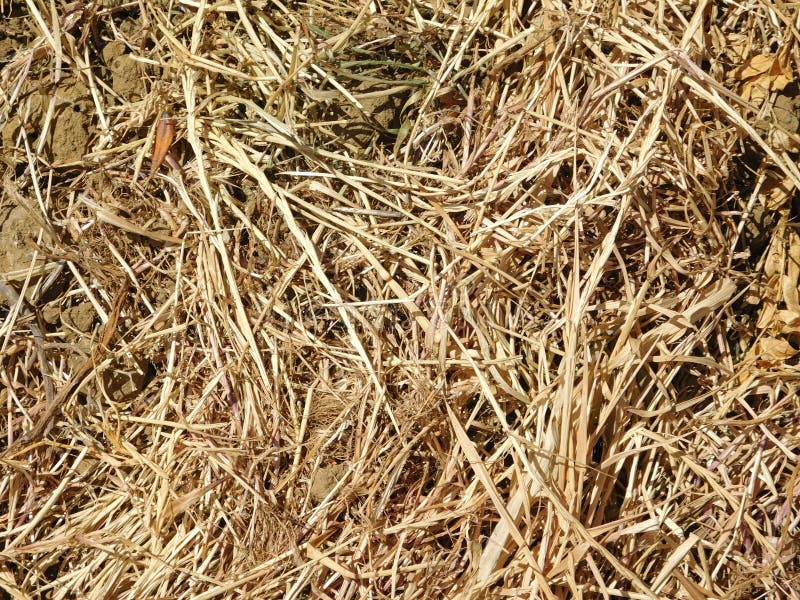 Straw texture outdoors stock image. Image of rural, farm - 92475199