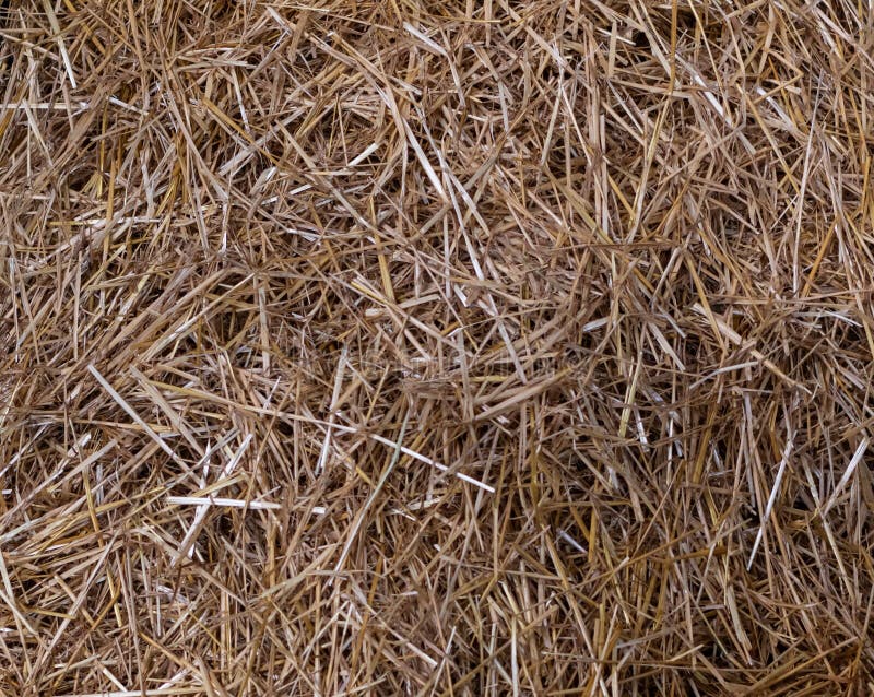 Straw Texture Spread Out Across Barn Floor Stock Photo - Image of stack ...