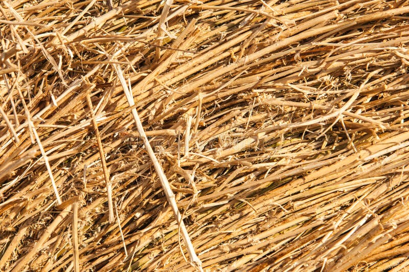 Straw texture stock image. Image of crop, bale, autumn - 122675251