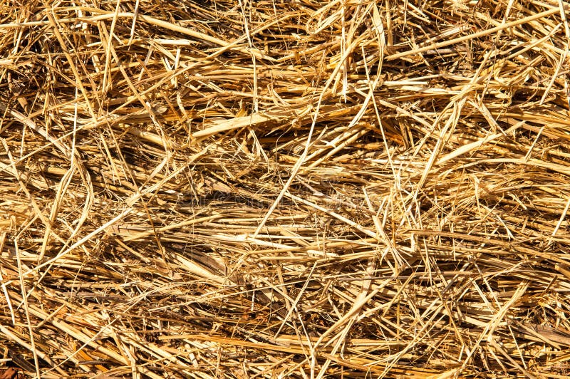 Straw texture stock photo. Image of country, field, autumn - 122675486