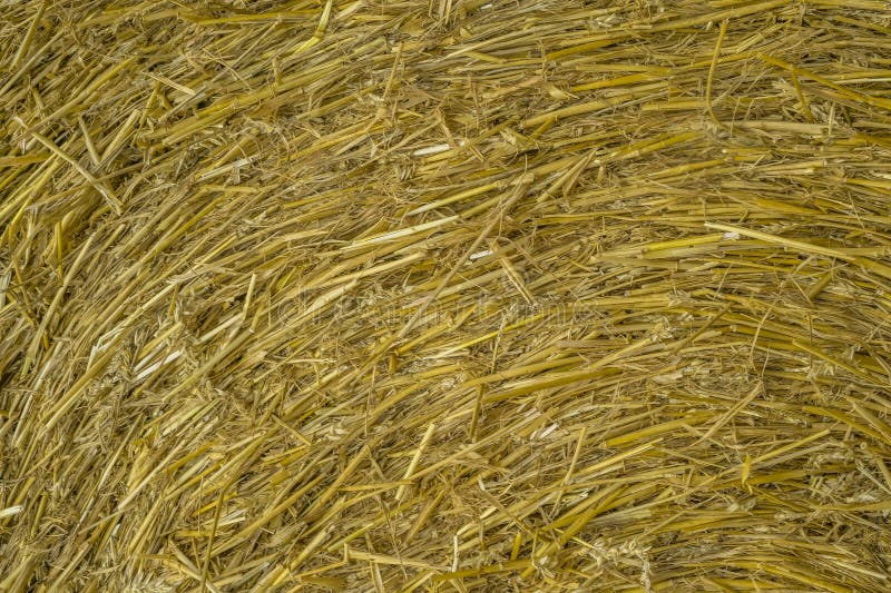Straw Texture. Wheat Haystacks after Harvest in Summer Stock Photo ...