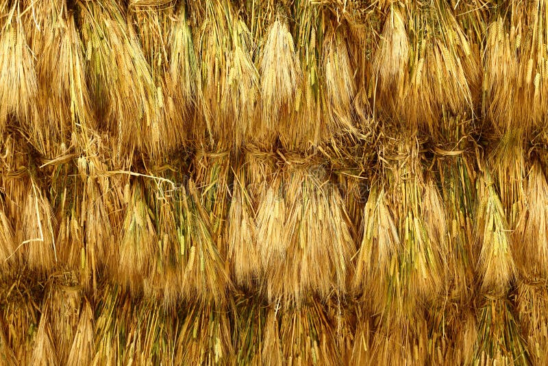 Straw texture stock photo. Image of natural, scenerary - 54286700