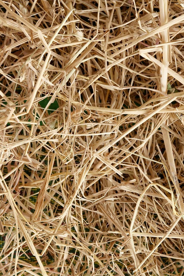 Straw thatch on a roof stock photo. Image of texture - 25376508
