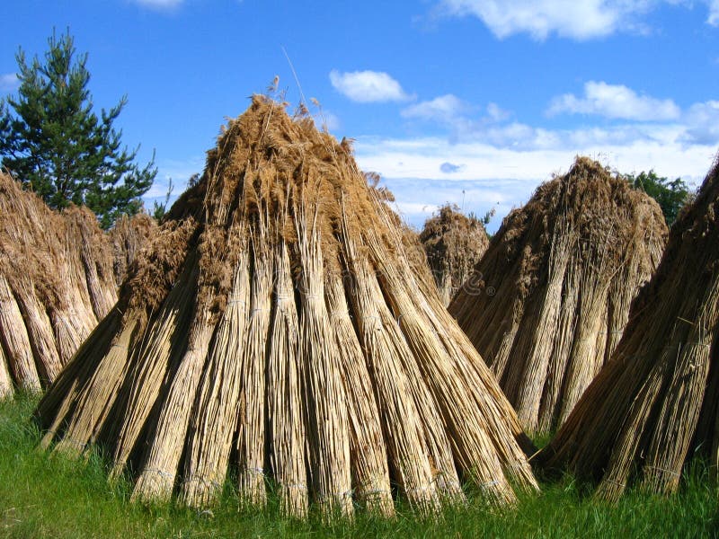 Straw for thatched roofs stock image. Image of thatching - 2383435