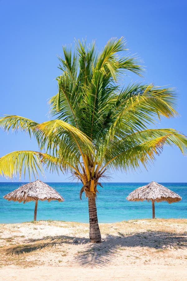 Straw Umbrella and Palm Tree on a Tropical Beach Stock Photo - Image of ...