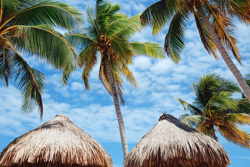 Straw Umbrellas and Palm Trees on a Beautiful Tropical Beach. Stock ...