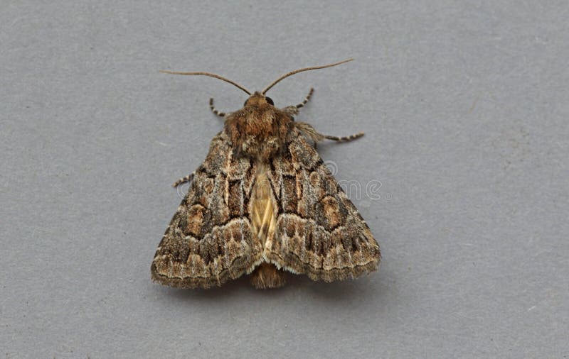 Straw Underwing stock photo. Image of moth, night, macro - 252703586