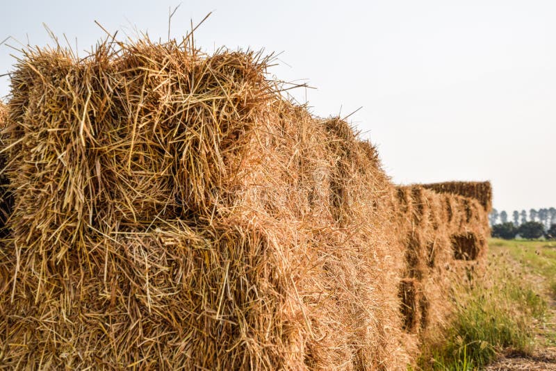 The Straw that Was Compressed by the Machine Squeezed Out into a Square ...