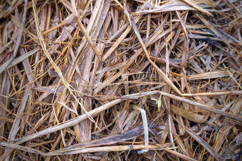 Straw, Wet Straw Background Texture, Vintage Style for Design Stock ...