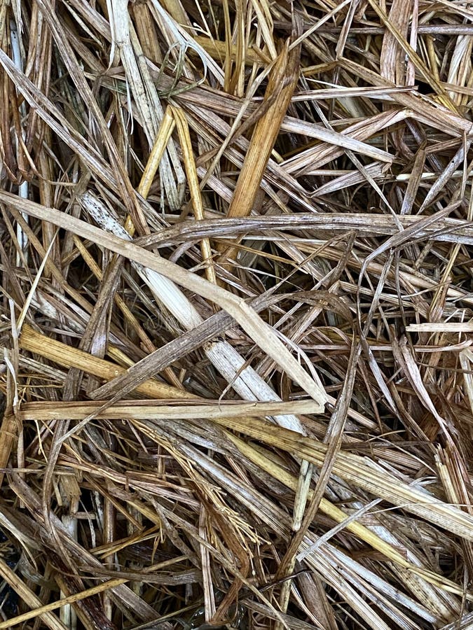 Straw stock image. Image of background, wallpaper, field - 181656829