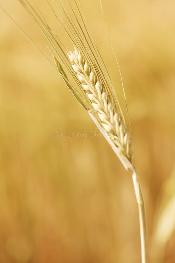 Straw of wheat stock image. Image of crop, meadow, color - 40912551