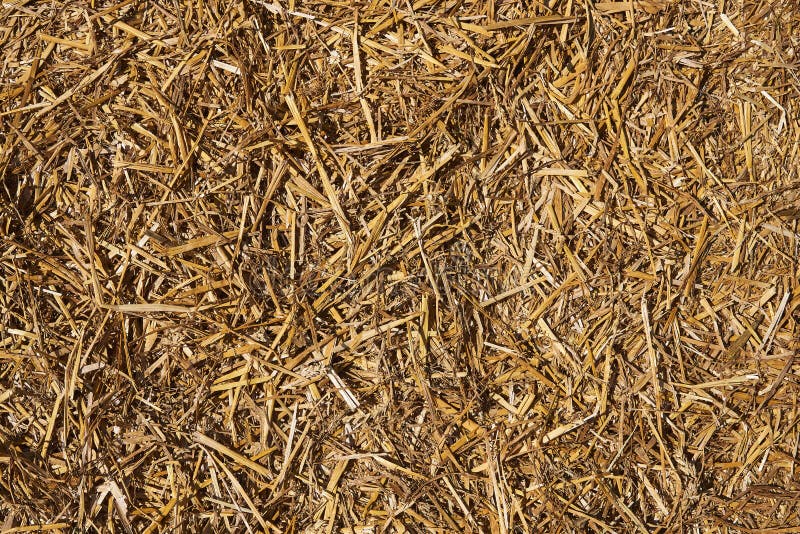Straw of Yellow Color Scattered on a Horizontal Surface Stock Photo ...