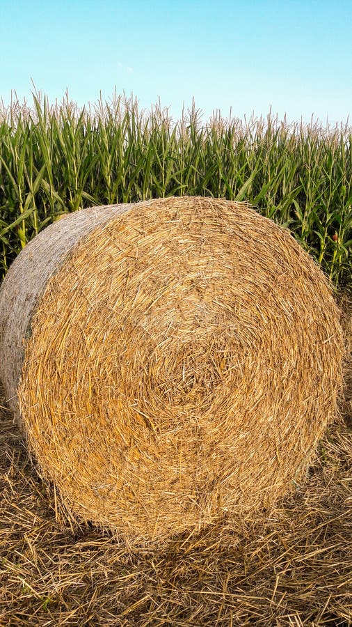 Strawbale, Cornfield and Blue Sky Stock Photo - Image of ripe, round ...