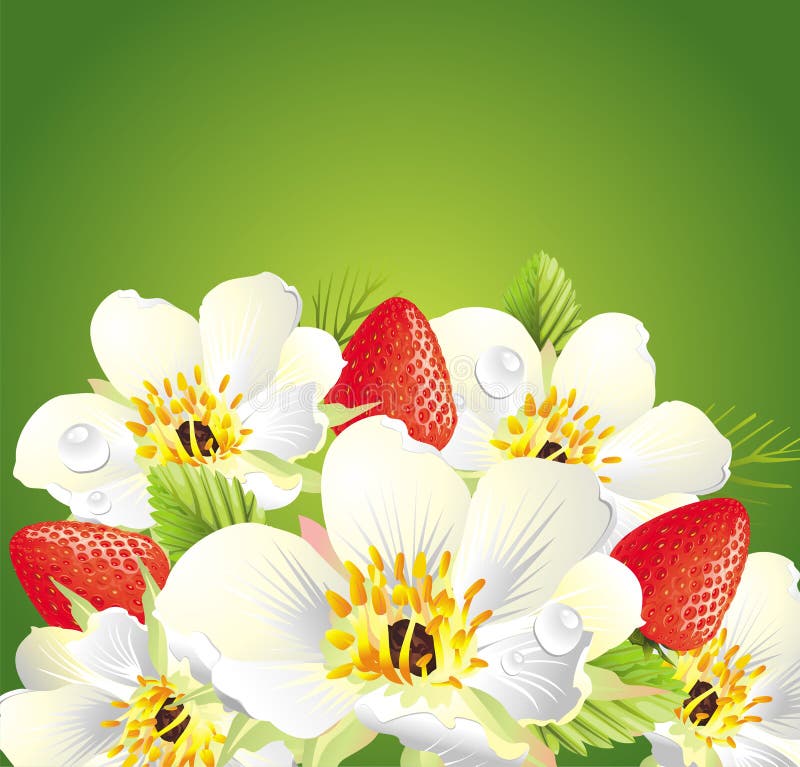 Camomile frame stock vector. Illustration of banner, isolated - 15131201