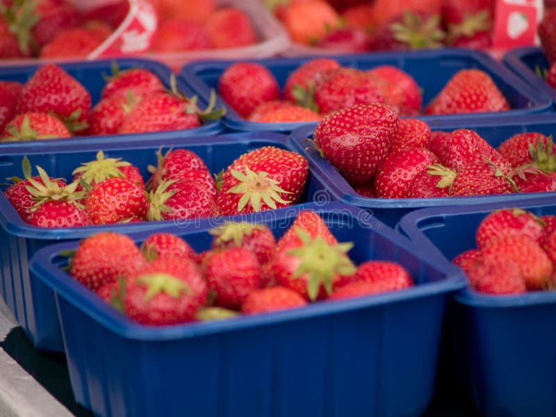 Strawbbery stock photo. Image of strawberry, business - 2651692